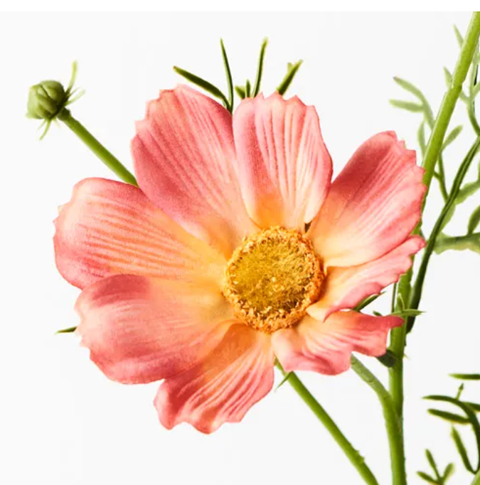 Cosmo Spray - Orange – Spaces2538