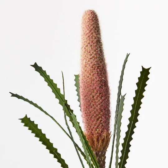 Banksia Pencil Cone - Pink – Spaces2538